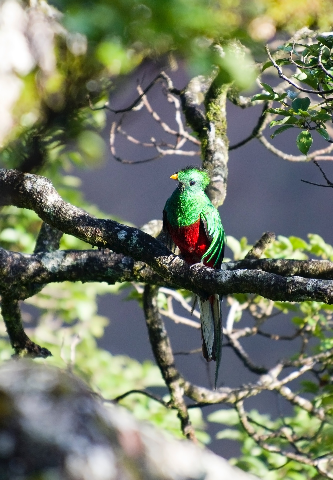 Vogels Costa Rica | Witropa